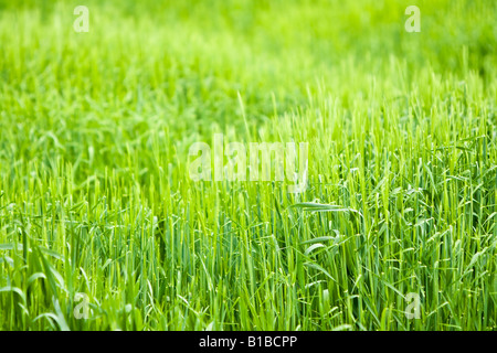 Beautiful green land Stock Photo - Alamy