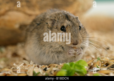 Steppe lemming (Lagurus lagurus). Single adult stretching Stock Photo ...