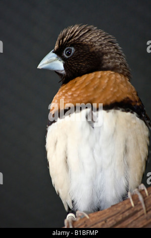 Exotic bird Chestnut Breasted Mannikin Lonchura castaneothorax a bird ...