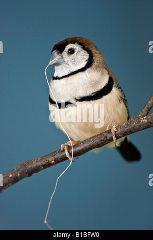 Owl Finch Taeniopygia bichenovii exotic bird blurry blurred blur ...