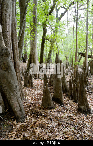 Cypress Tree Knees in the Forest in Congaree National Park in South ...