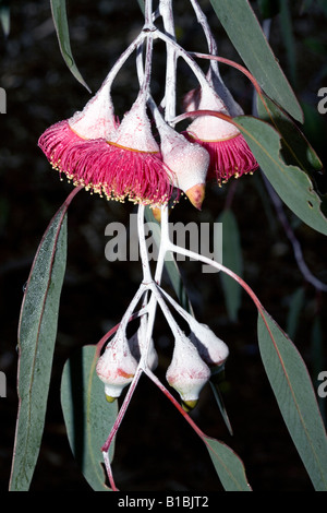 Eucalyptus caesia, ‘Silver Princess’, an Australian native eucalypt ...