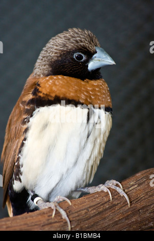 Exotic bird Chestnut Breasted Mannikin Lonchura castaneothorax a bird ...