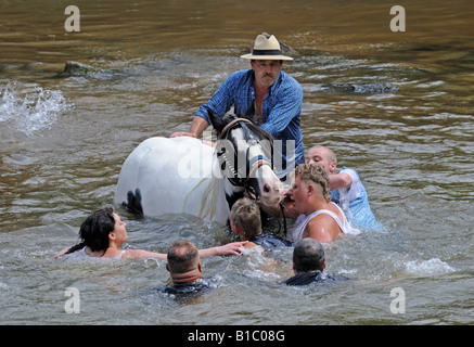 Gypsy traveller boy being rescued from drowning in River Eden. Appleby ...
