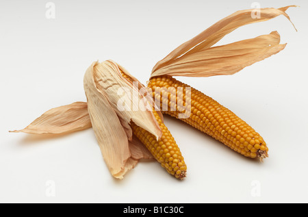 mais indian corn maize panicle black Stock Photo - Alamy