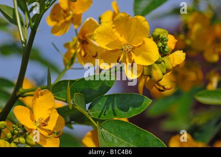 Buttercup Bush, Downy Senna (Senna multiglandulosa, Cassia ...