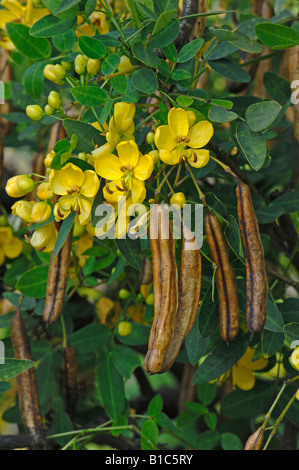 Buttercup Bush, Downy Senna (Senna multiglandulosa, Cassia tomentosa ...