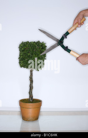 Trimming an ornamental shrub with topiary shears or clippers Stock ...
