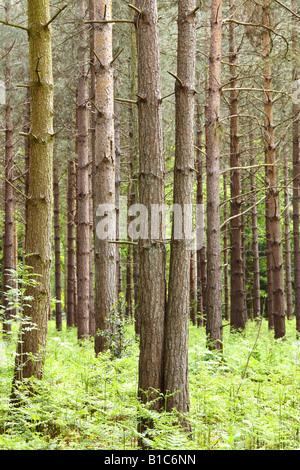 Straight trees ready to be made into telegraph poles "North Norfolk ...