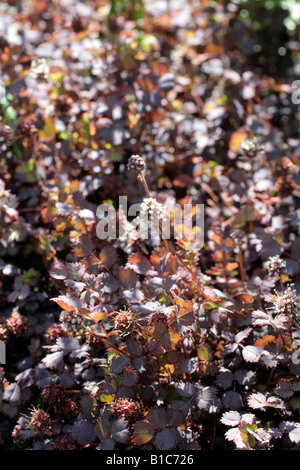 Acaena inermis Purpurea Stock Photo - Alamy