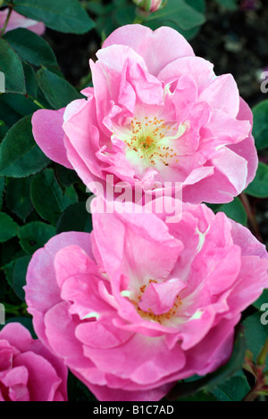 Rosa baroque Harbaroque pink Stock Photo - Alamy