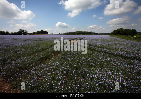 Linseed Oil crop being grown at Ridgewell in north Essex Stock Photo ...