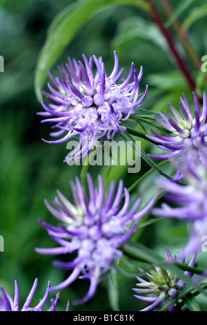 PHYTEUMA SCHEUCHZERI HORNED RAMPION COLLECTED SOUTHERN ALPS EUROPE ...