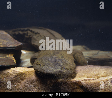 Eastern Hellbender - Cryptobranchus alleganiensis Stock Photo - Alamy