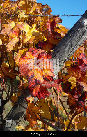 Autumn colorful leaves of grape plants close-up in sunny day Stock ...