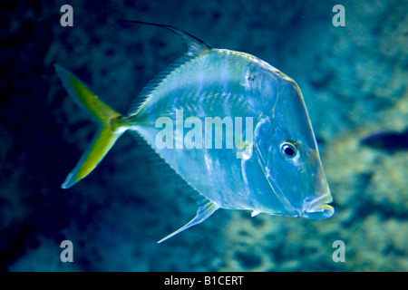 Lookdown Fish, Selene vomer, Carangidae, aka Moonfish, Bluntnose or ...