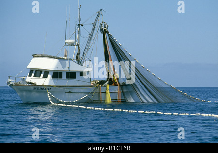Commercial fish purse seine boats tied up at the fuel dock in downtown ...