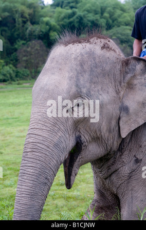 Elephant Camp Anatara Golden Triangle Chiang Rai Thailand Stock Photo ...