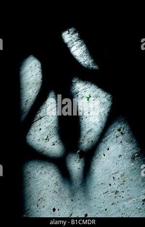 woman forming shadow figures with her body Stock Photo - Alamy