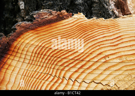 Tree Growth Rings on log in the forest Stock Photo - Alamy