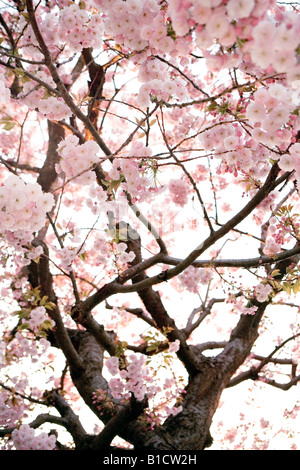 Looking up through the branches Stock Photo - Alamy