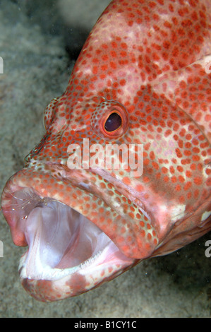 Tomato hind (Cephalopholis sonnerati) at a cleaning station tended by ...