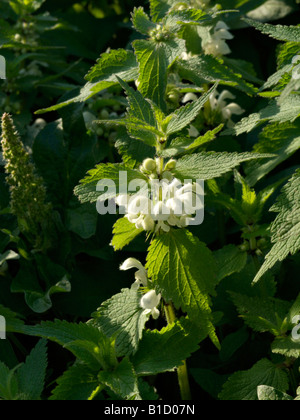 White Dead Nettle - Lamium album Stock Photo - Alamy