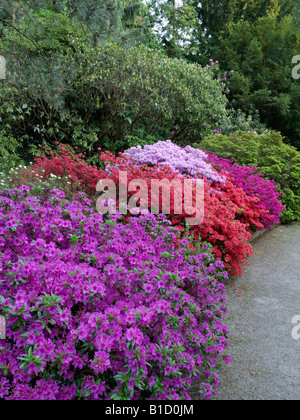 Rhododendron x obtusum - Japanese azalea Stock Photo - Alamy
