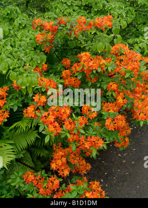 Orange Flame Azalea (Rhododendron calendulaceum) in Sheffield Botanical ...