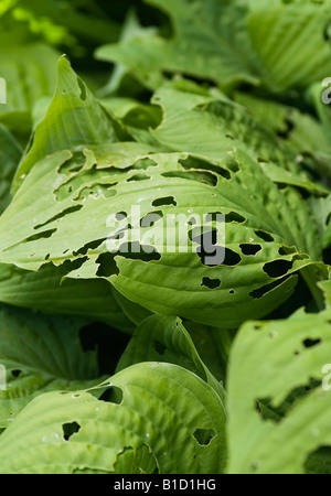 Snail & Slug Damage to Hosta Leaves, garden pests leaf pest Stock Photo ...