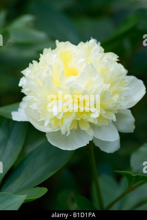 Peony (Paeonia lactiflora) in flower Stock Photo - Alamy