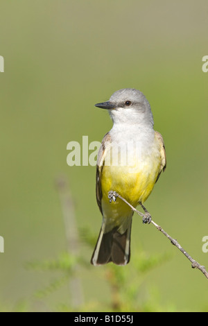 Western Kingbird Tyrannus verticalis Portal Cochise County Arizona ...