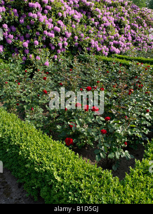 Shrub rose (Rosa) and box hedge, box (Buxus sempervirens), rose garden ...