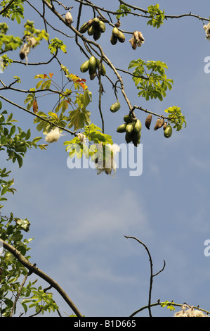 Kapok (Ceiba pentandra) close-up of ripe seedpod 'fluff', Palawan ...