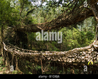 The double decker living root bridges of Nongriat in Meghalaya, India ...