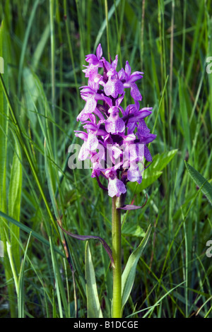Native wild marsh orchid flower Stock Photo - Alamy