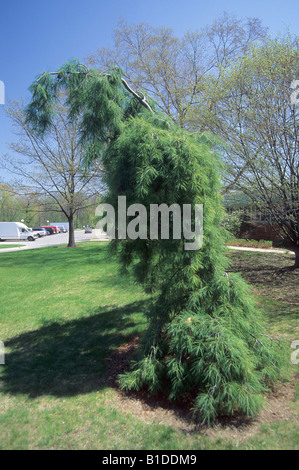 A weeping white pine, Pinus strobus 'Pendula' on the west side Stock ...