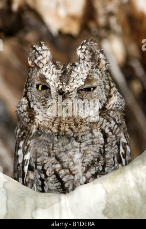 Whiskered Screech-Owl Otus trichopsis Madera Canyon, Santa Cruz County ...