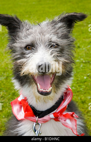 A black & white Merle lurcher, which is the offspring of a sighthound ...
