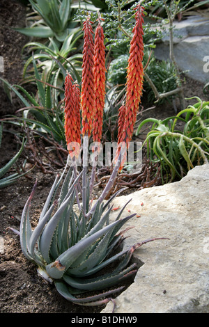 Arabian Aloe, Aloe rubroviolacea, Asphodelaceae, Saudi Arabia Stock ...