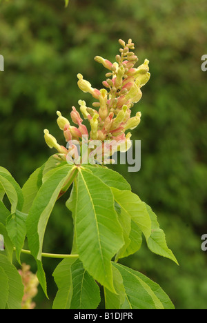 Aesculus mutabilis INDUTA Stock Photo - Alamy