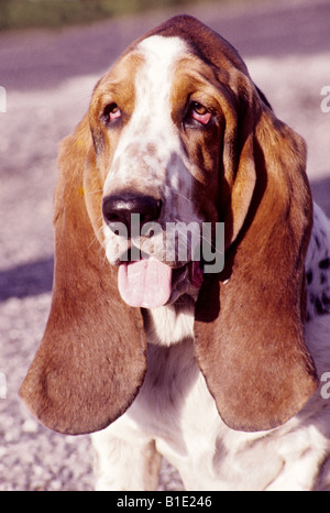wrinkly bloodhound dog Stock Photo - Alamy