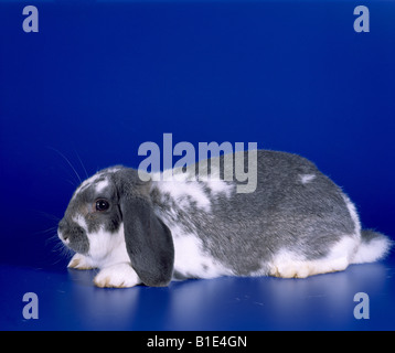 Gray Mini Lop Ear rabbit in red and white Christmas basket wearing hat ...