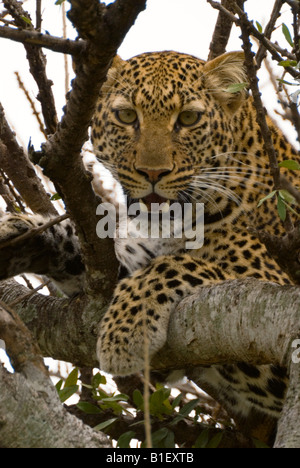Snarling Leopard lays in tree in the Masai Mara national Reserve, Kenya ...