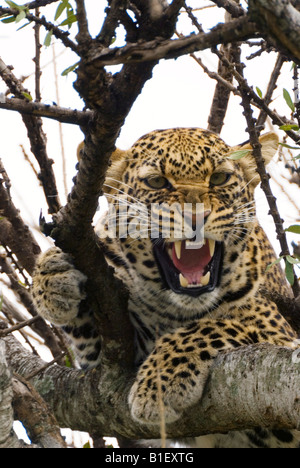 Snarling Leopard lays in tree in the Masai Mara national Reserve, Kenya ...
