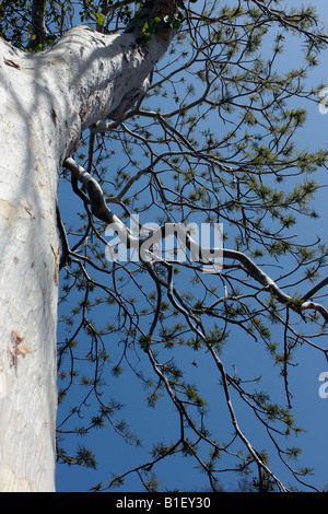 Ghost tree (Sterculia urens Stock Photo - Alamy