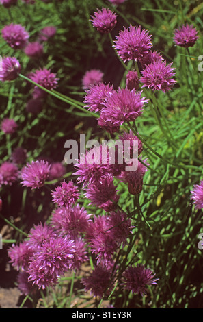 A pink flowers of chives, Allium schoenoprasum growing in the garden ...