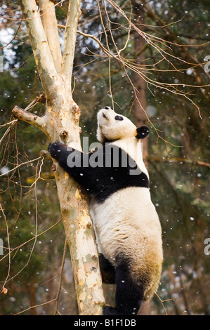Giant Panda climbing Tree Woolong China Stock Photo - Alamy