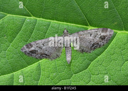 Mottled pug moth (Eupithecia exiguata). British insect in the family ...