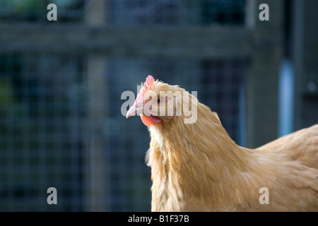 Buff Orpington Hen Stock Photo - Alamy